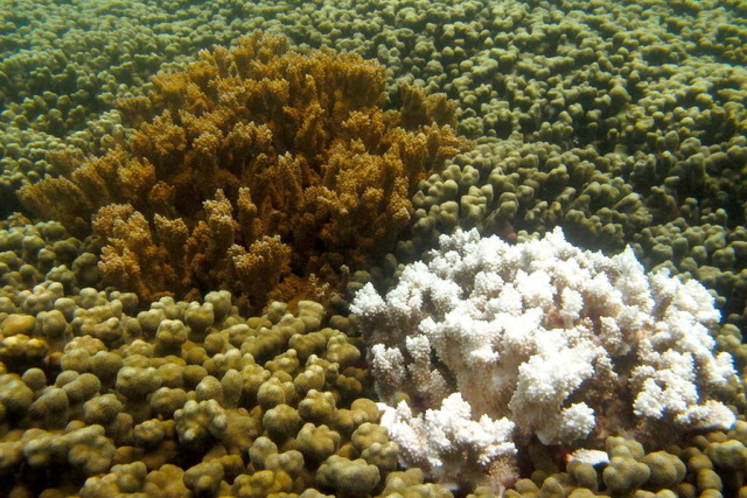 Scientists assess the impacts of a warming ocean