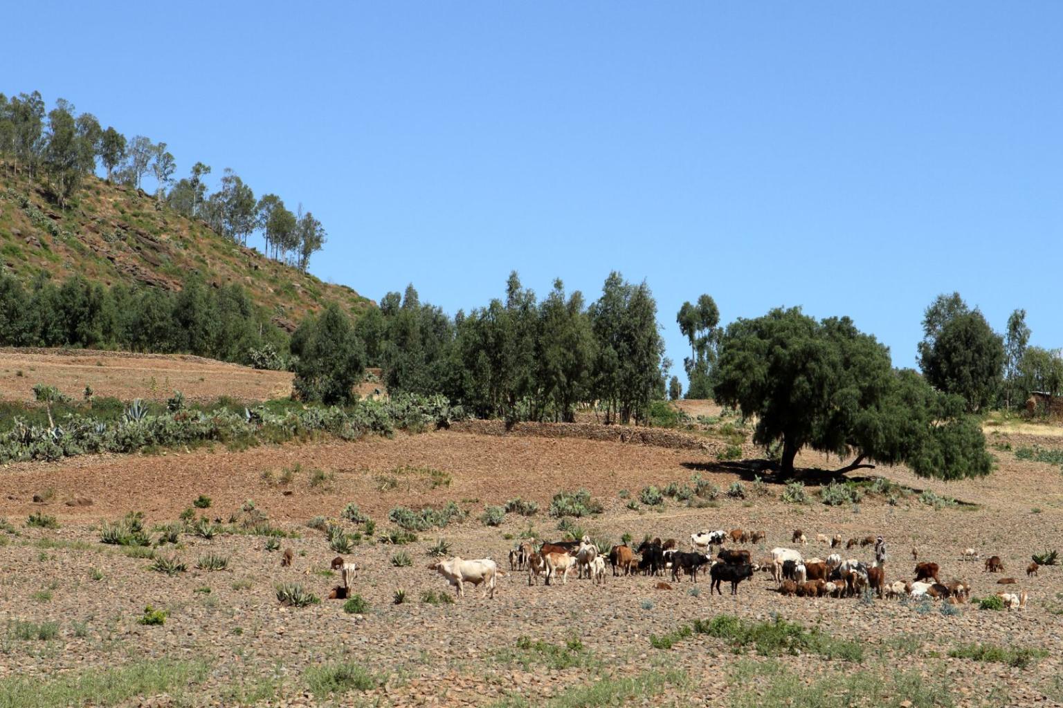 Above normal rainfall forecast for Greater Horn of Africa
