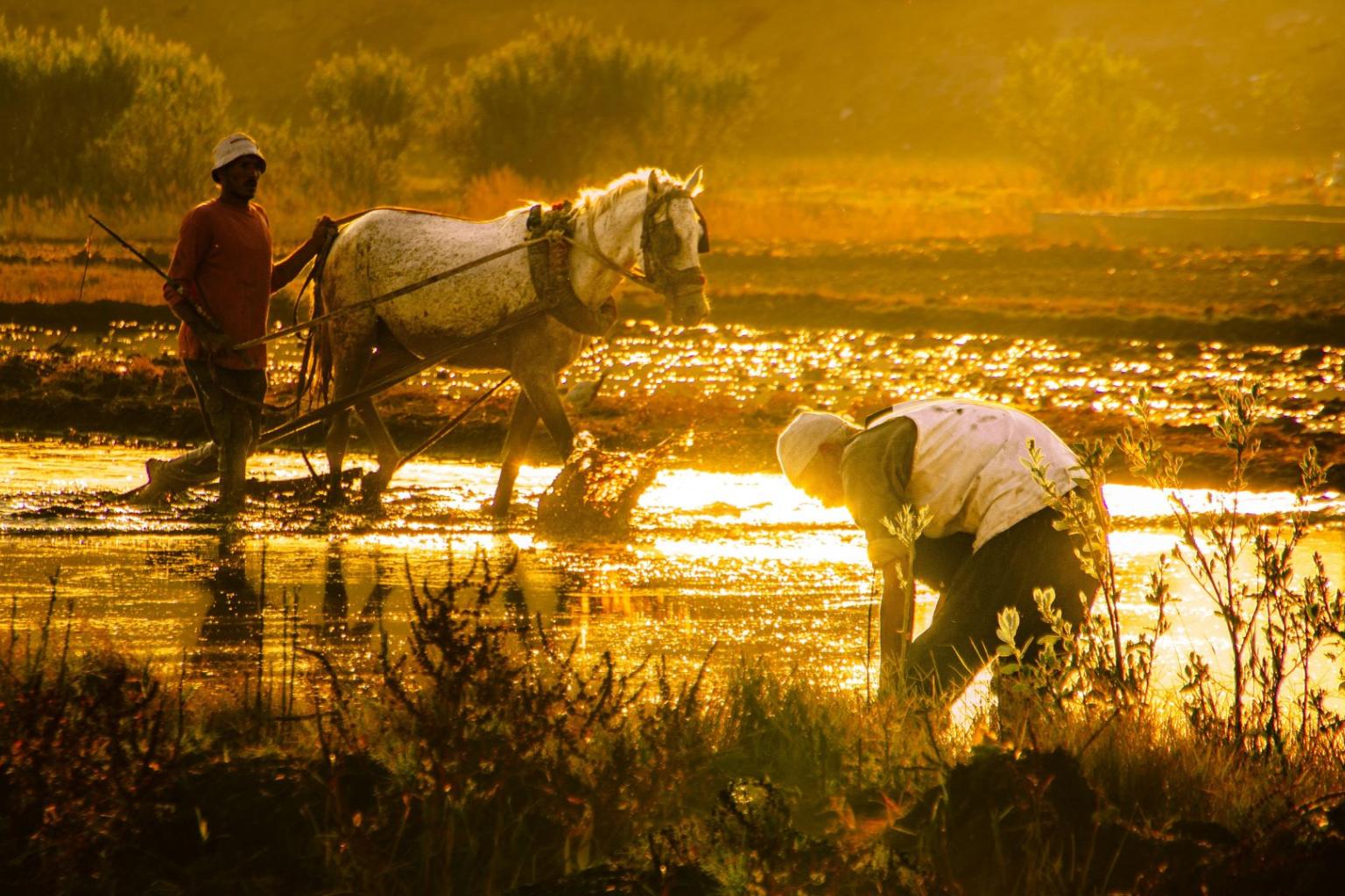 FAO and WMO report highlights extreme heat risks for agriculture