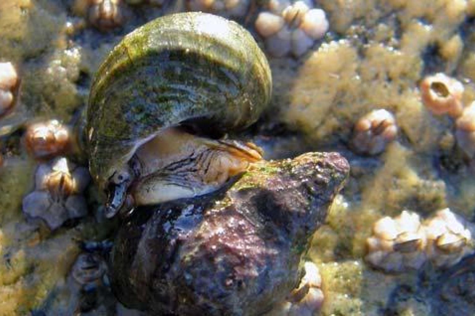 Monitoring Ocean Carbon and Ocean Acidification