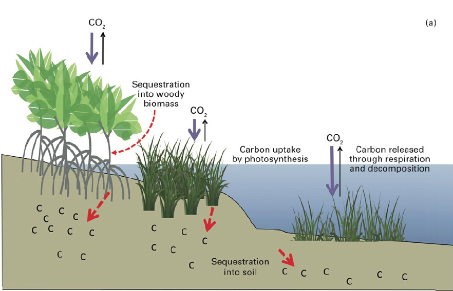Global Climate Indicators: Ocean heat content, acidification ...